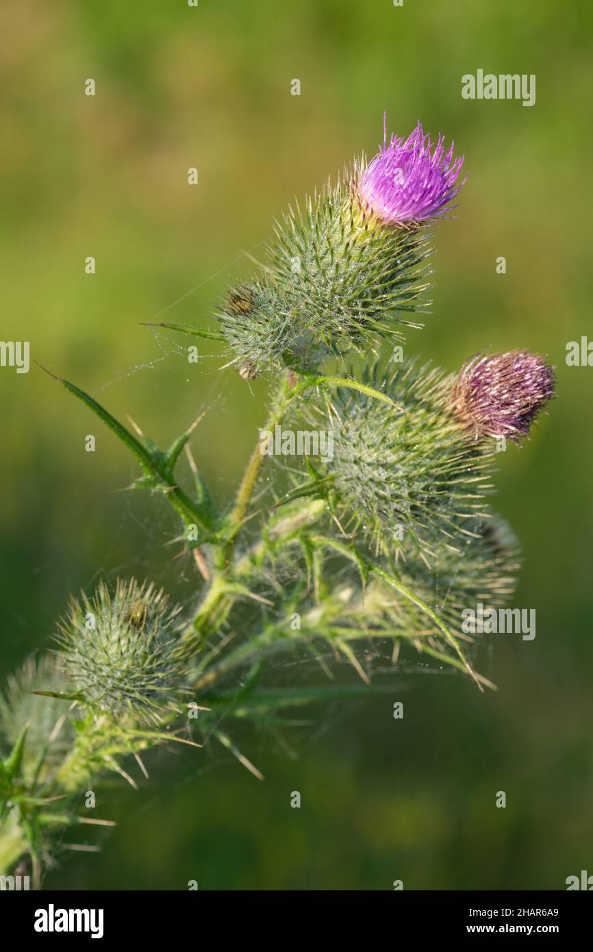 Close up of the flower head on a common thistle (cirsium vulgare) plant ...