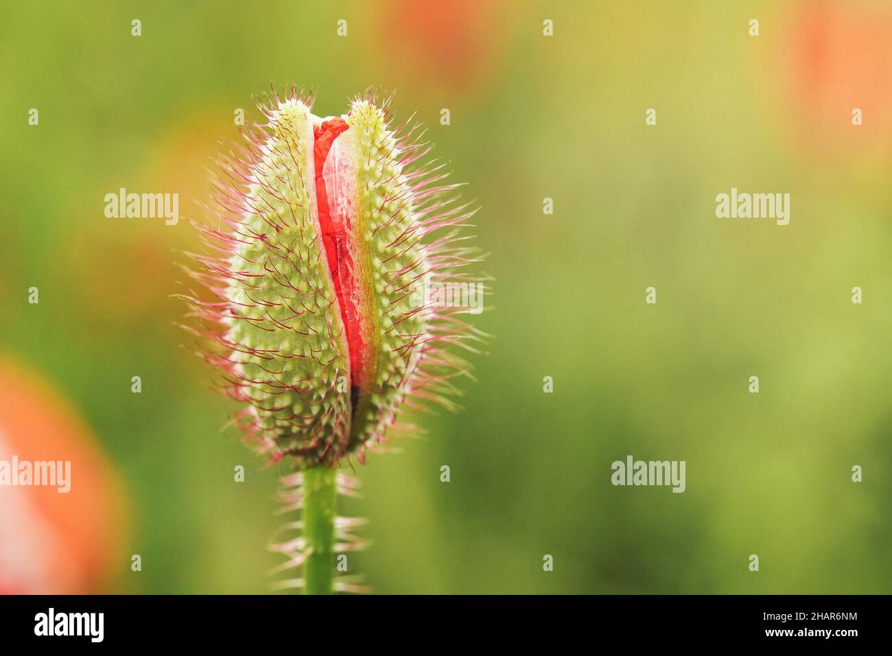 Wild red poppy flower half opened bud, closeup details, more blurred ...