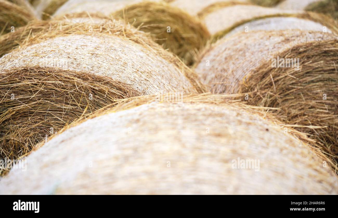 Hay stacks in barrels at horse stables, closeup detail Stock Photo - Alamy