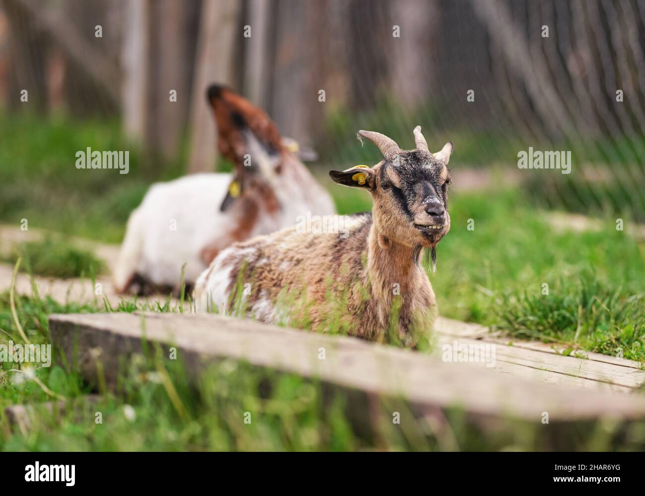 American pygmy goat hi-res stock photography and images - Alamy