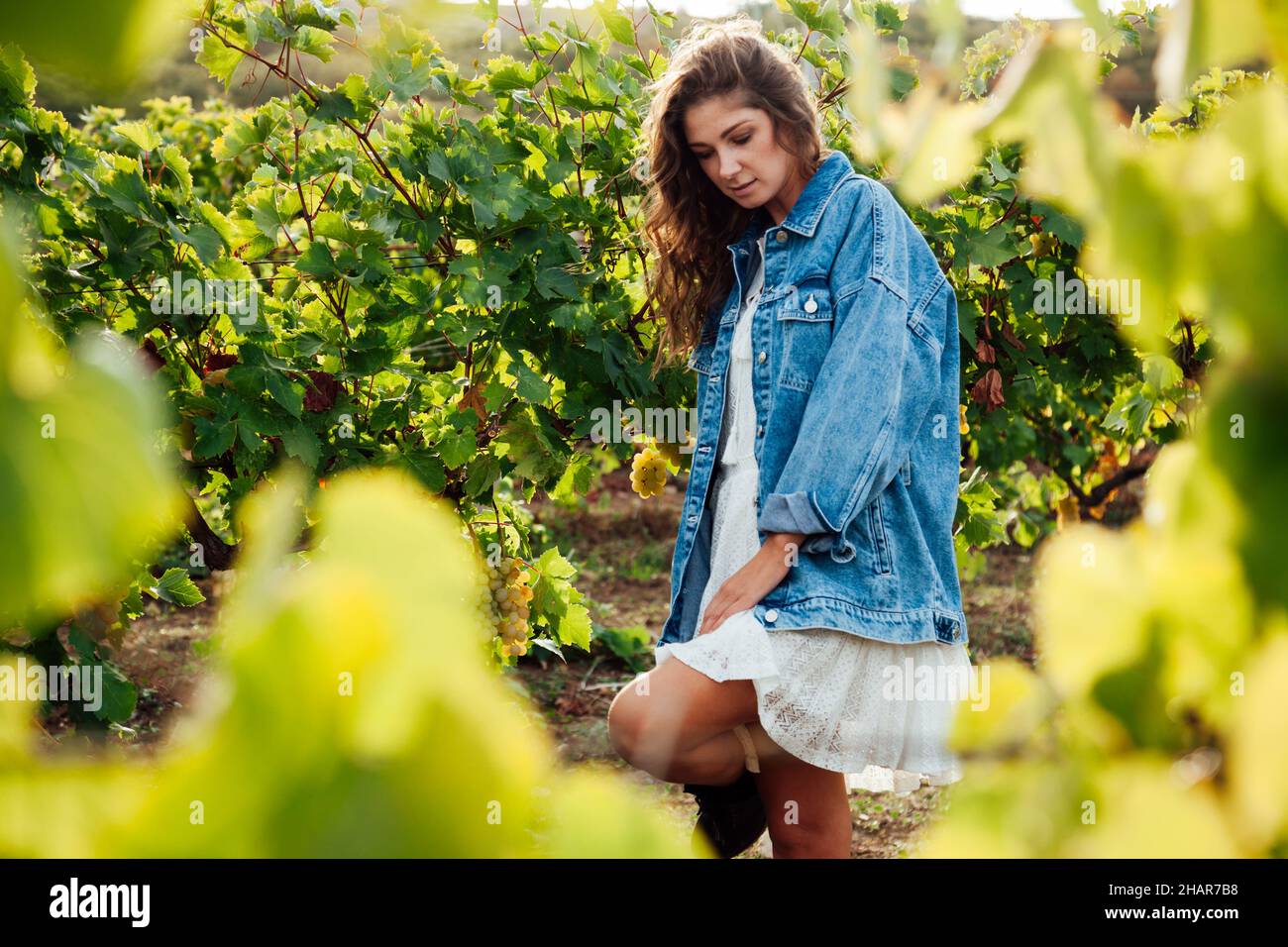 Grape harvesting vintage photography hi-res stock photography and images - Alamy