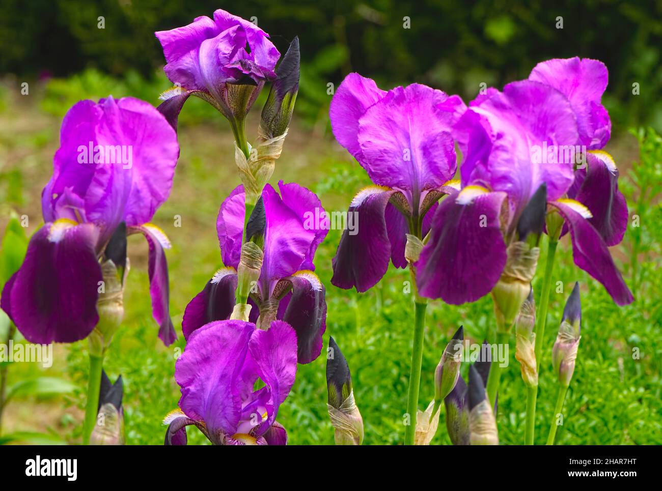 Bearded purple Iris (Iris x germanica) in a garden setting 2 Stock ...