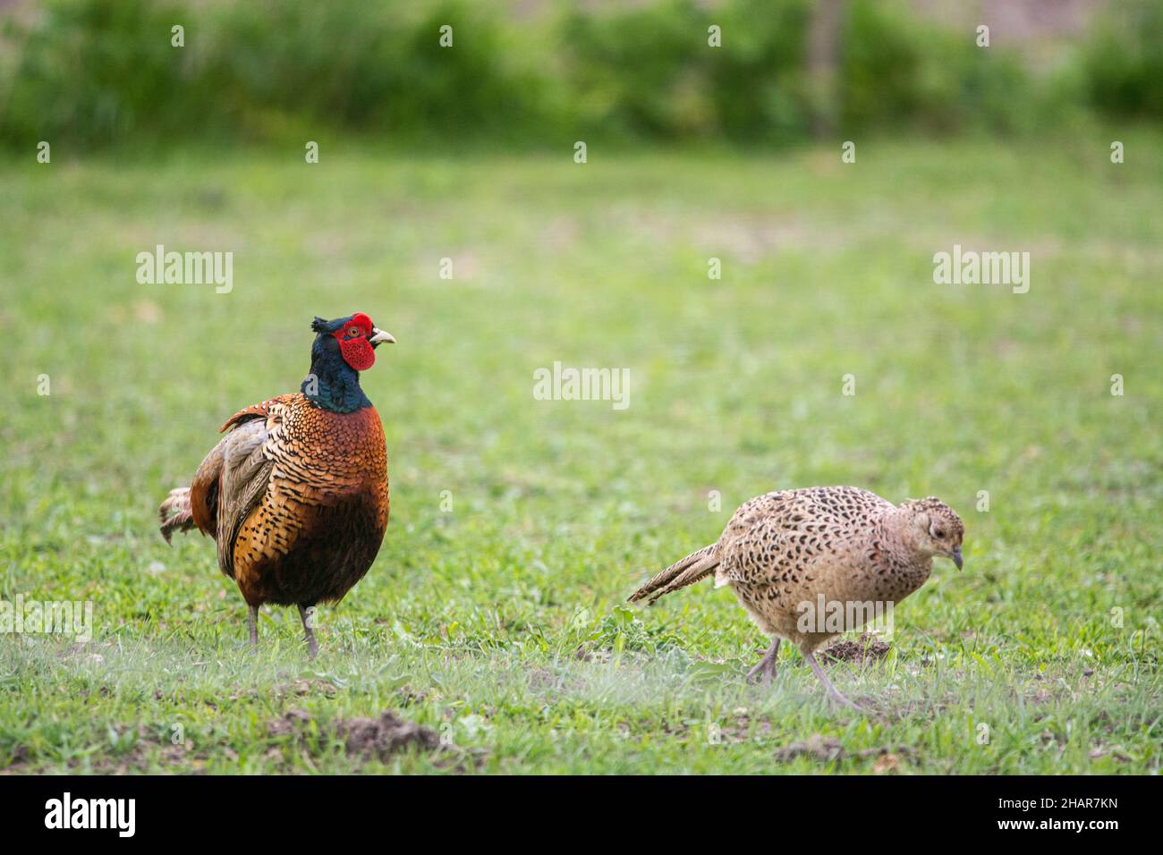 Male and female pheasants hi-res stock photography and images - Alamy
