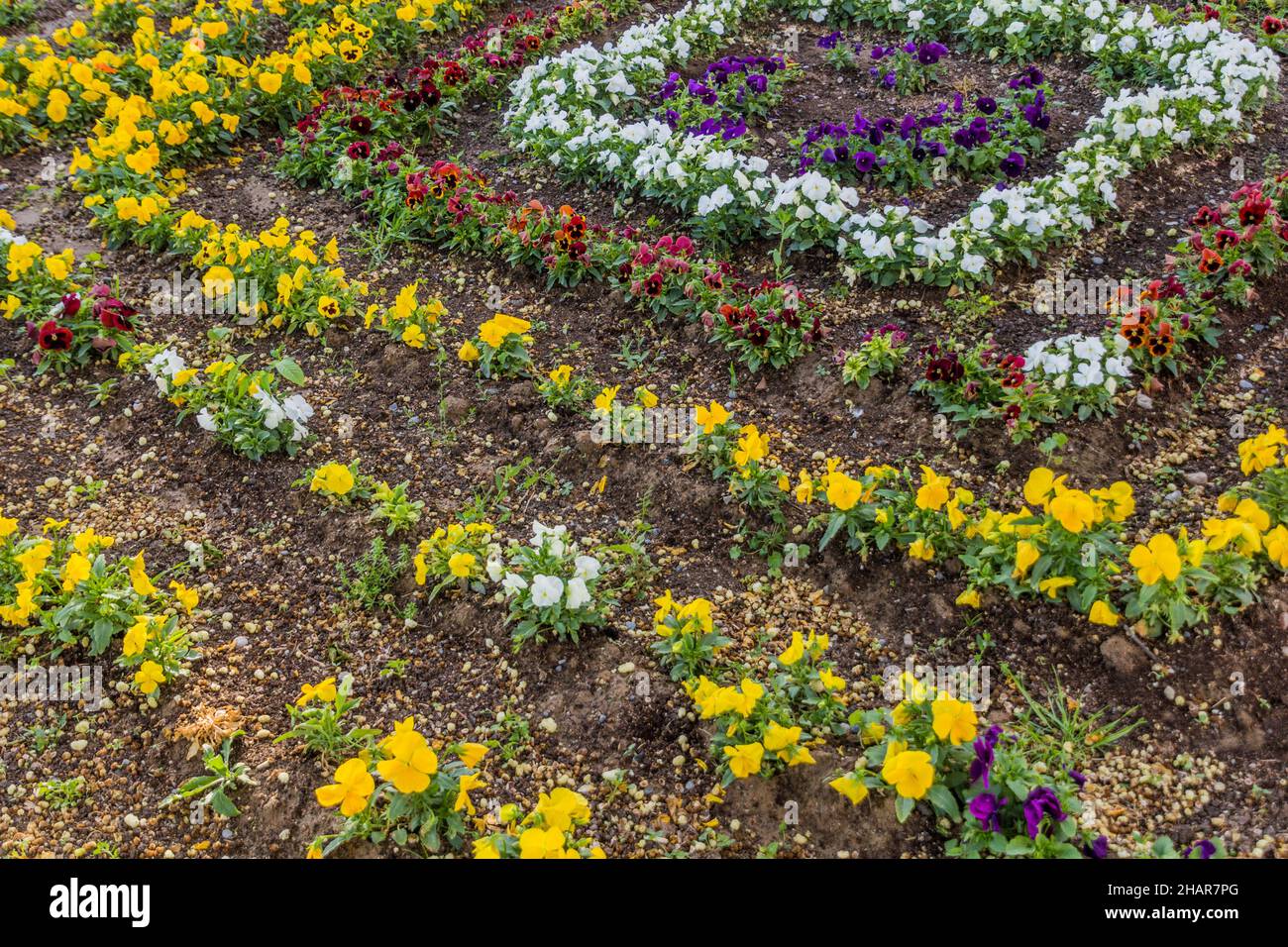 Flowerbed at the garden of of Kok Gumbaz mosque in Shahrisabz ...