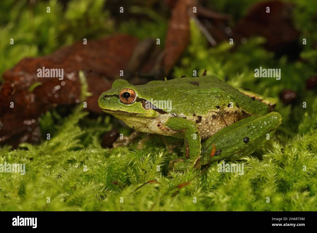 Pacific tree frog sitting hi-res stock photography and images - Alamy