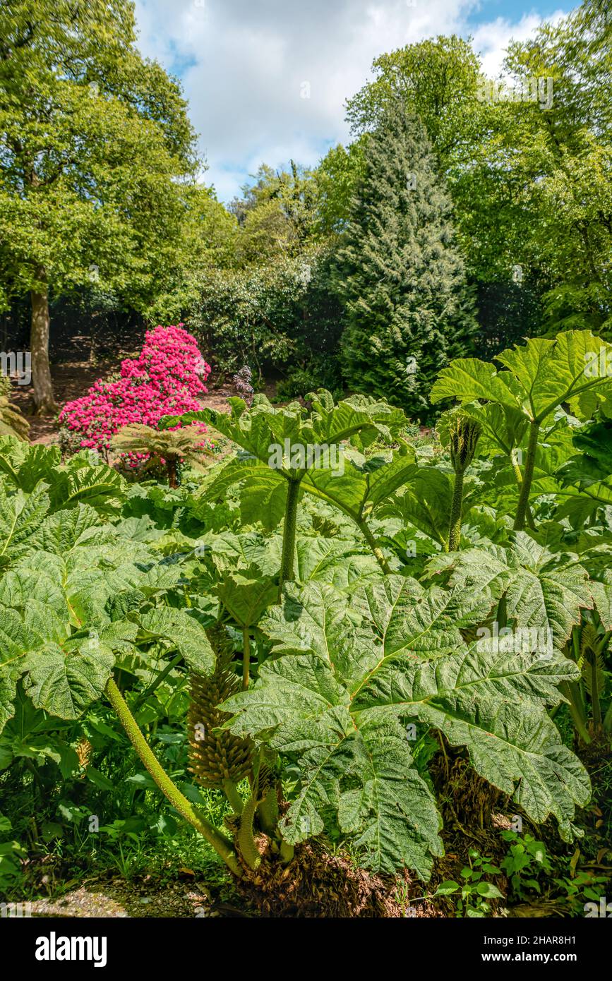 Gunnera Passage Garden at the center of Trebah Garden, Cornwall ...