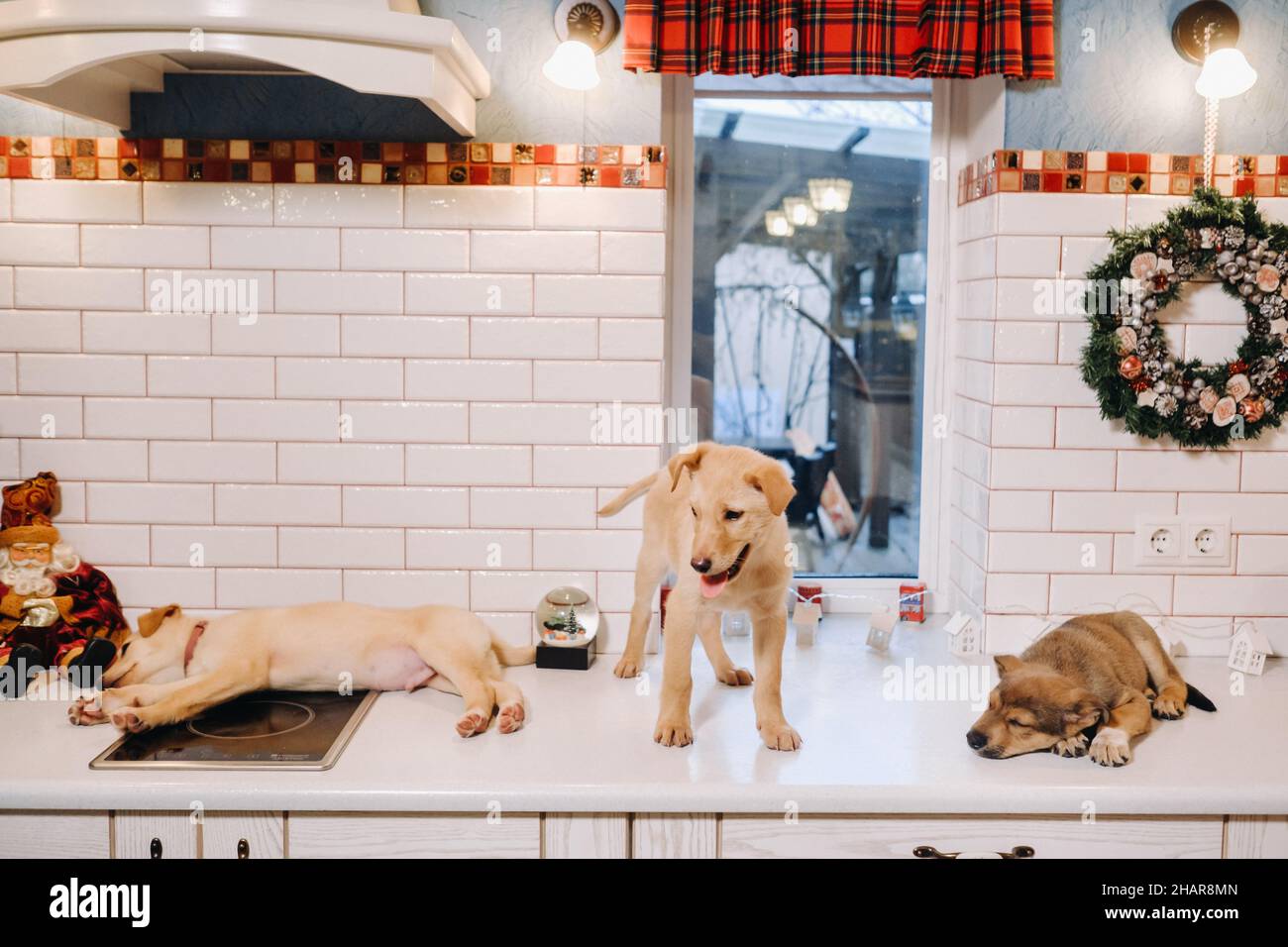 Kitchen countertop dog hi-res stock photography and images - Alamy