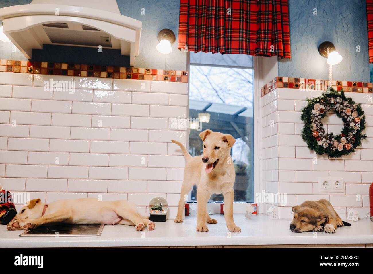 Kitchen countertop dog hi-res stock photography and images - Alamy