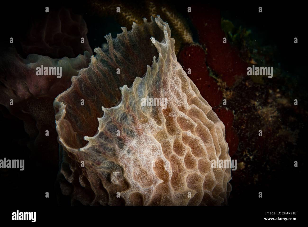 The beauty of an azure vase sponge (Callyspongia plicifera) on the reef ...