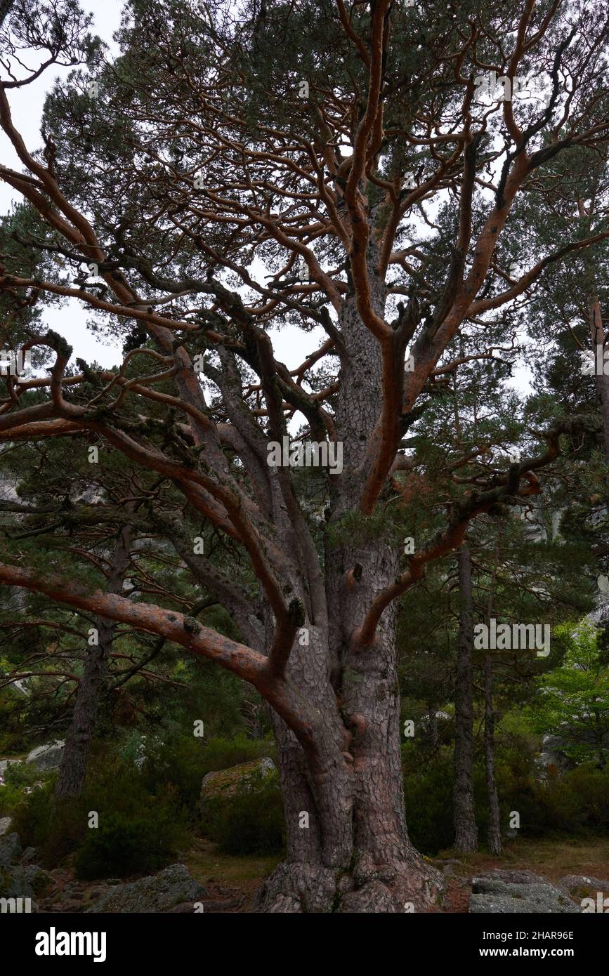 A large oak tree with large, oddly shaped branches in autumn Stock ...