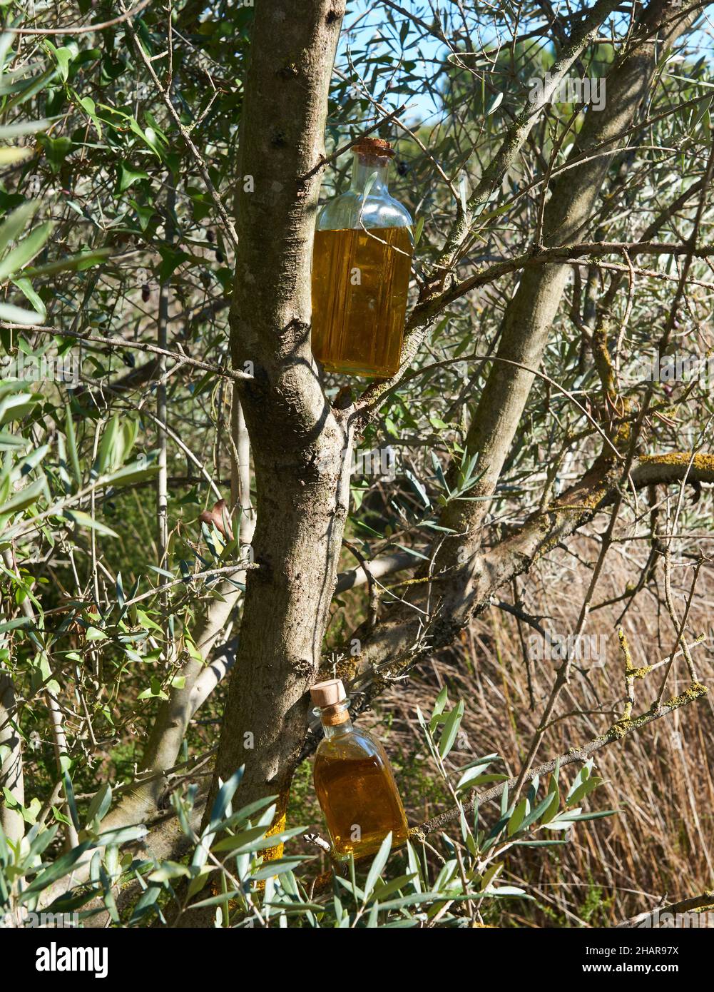 Old bottles with oil perched on the branches of an olive tree Stock ...