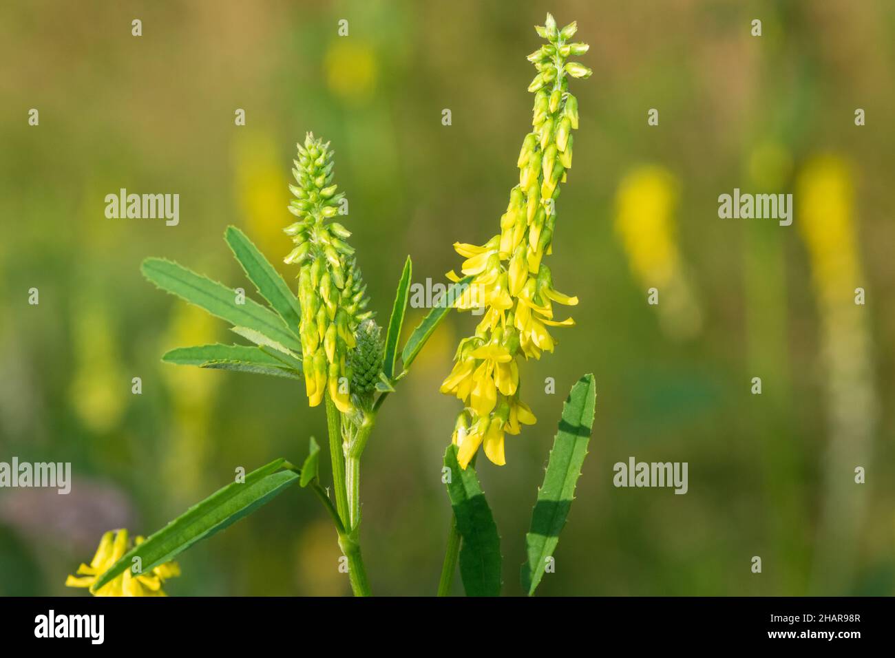 Close up of sweet yellow clover (melilotus officinalis) flowers in ...