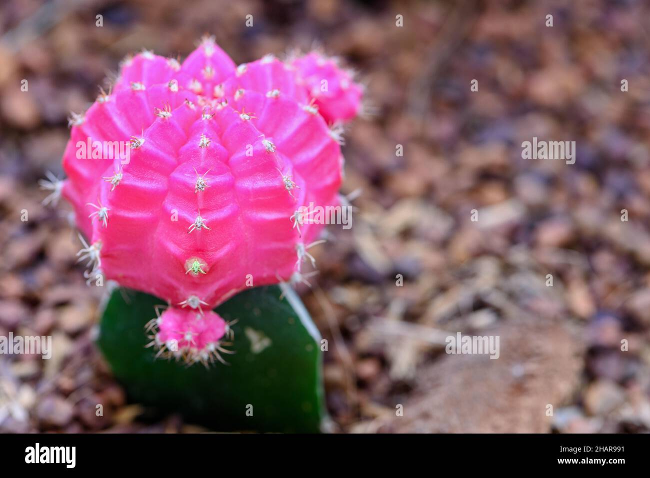 Close up colorful small cactus plant with beautiful pink flower blossom ...