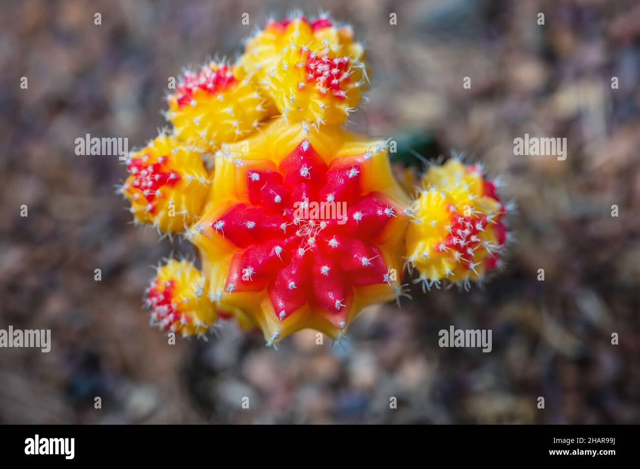 Close up top colorful small cactus plant with beautiful yellow and red ...