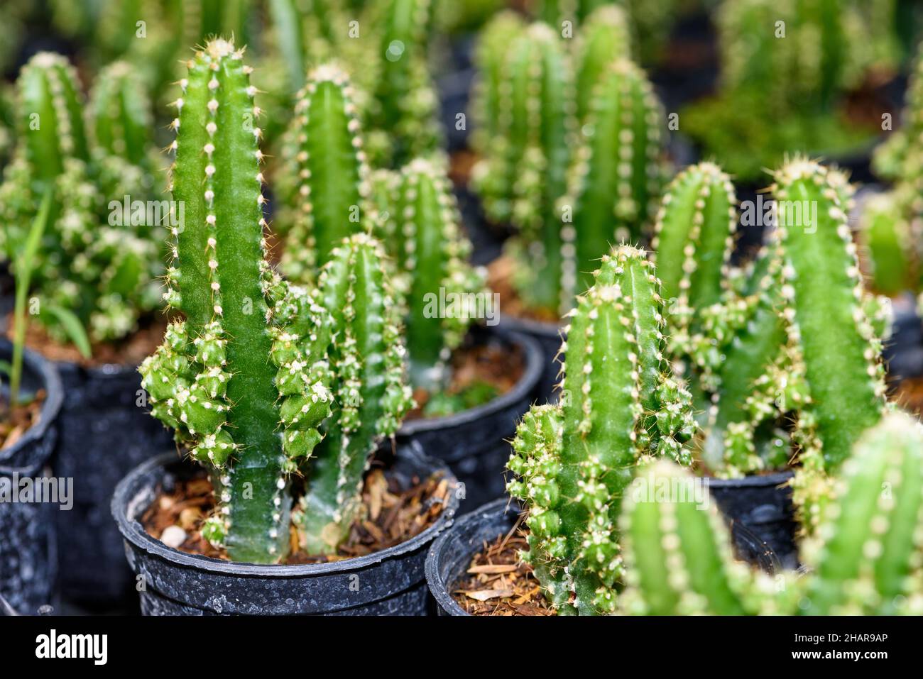 Close up green small Cactaceae or cactus plant in a pot beautiful ...