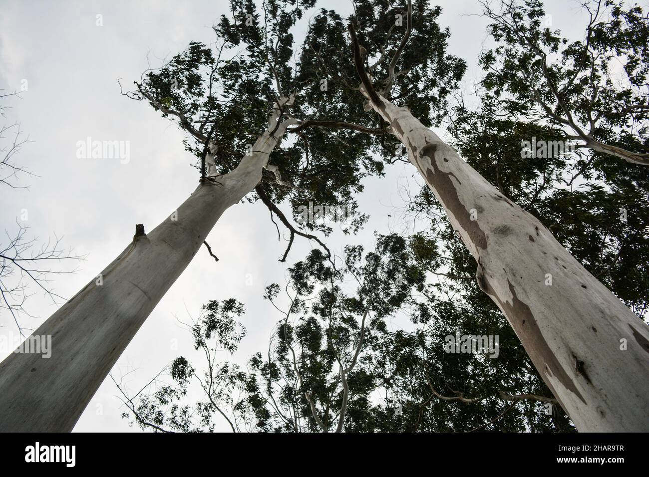 Low angle shot of tall trees in the forest Stock Photo - Alamy