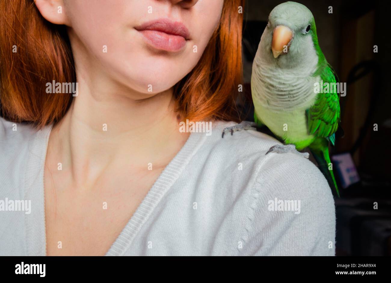 Parrot on shoulder hi-res stock photography and images - Alamy