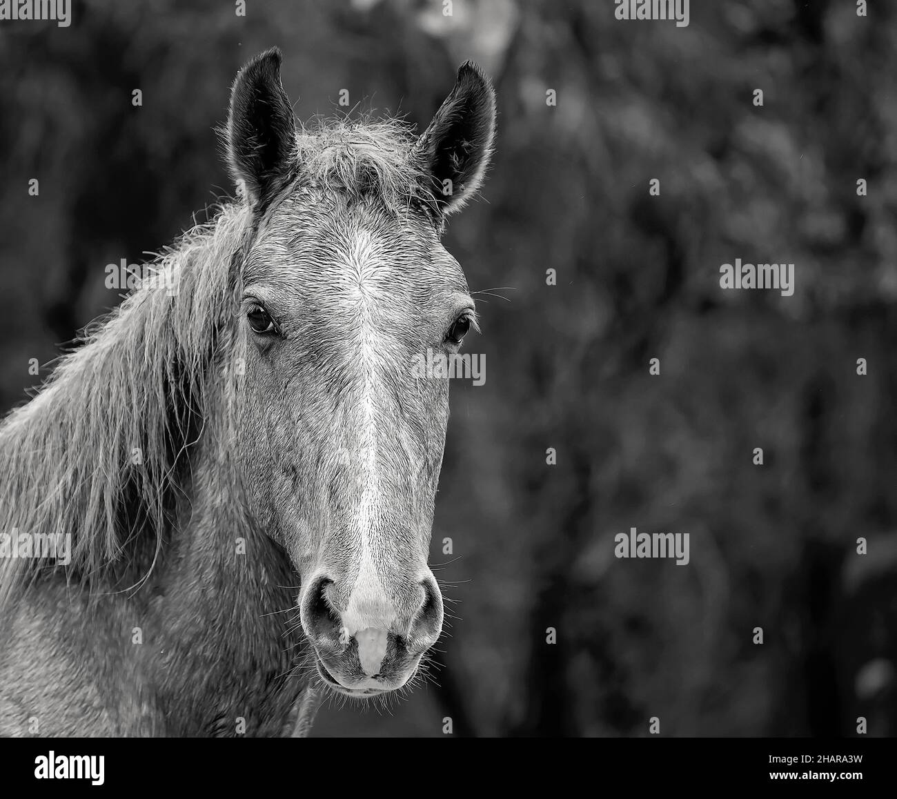 Australian wild brumby hi-res stock photography and images - Alamy