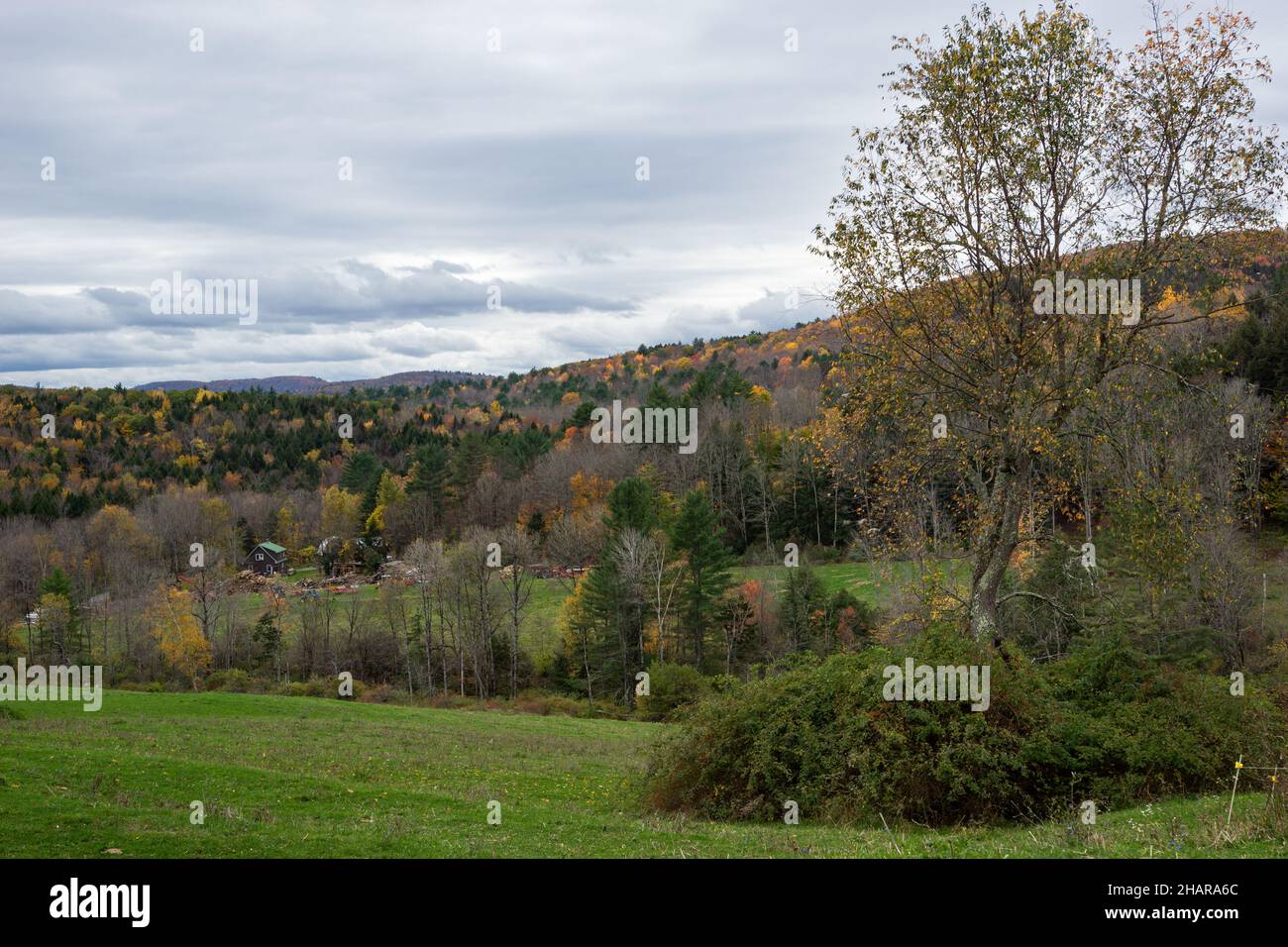 Beautiful autumn view in a forest Stock Photo - Alamy