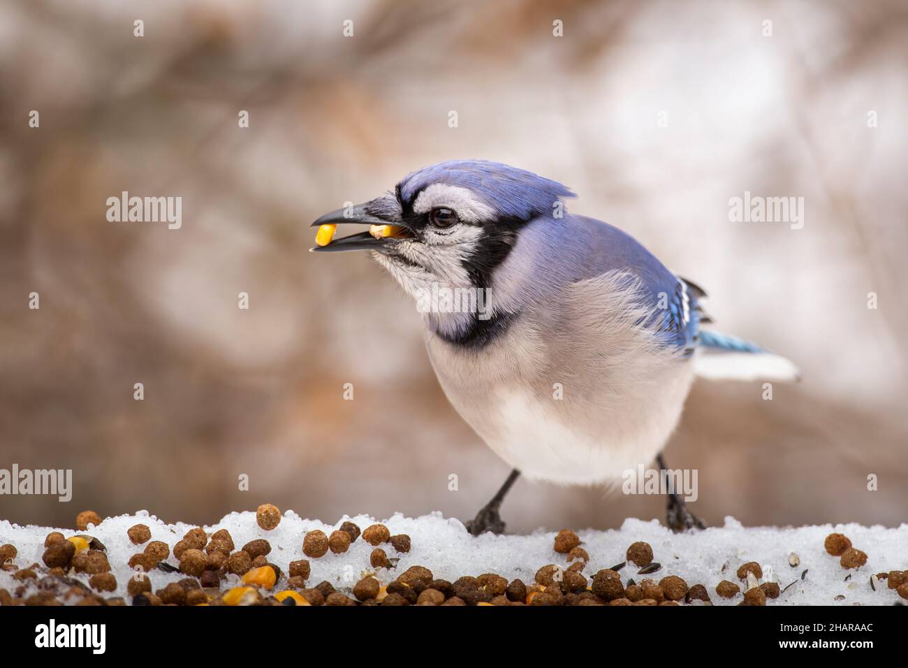 Blue Jay, Bluejay eating grain, Cyanocitta cristata Stock Photo - Alamy