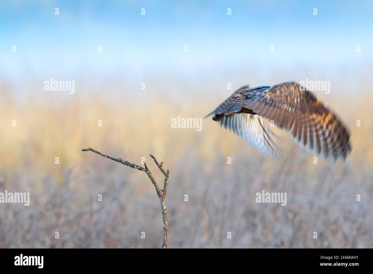 Wildlife with long ears hi-res stock photography and images - Alamy