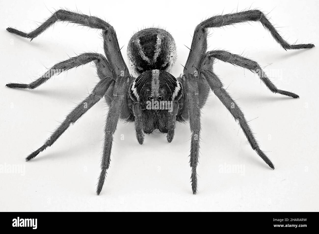 Close up of a wolf spider isolated on a white background to show all ...