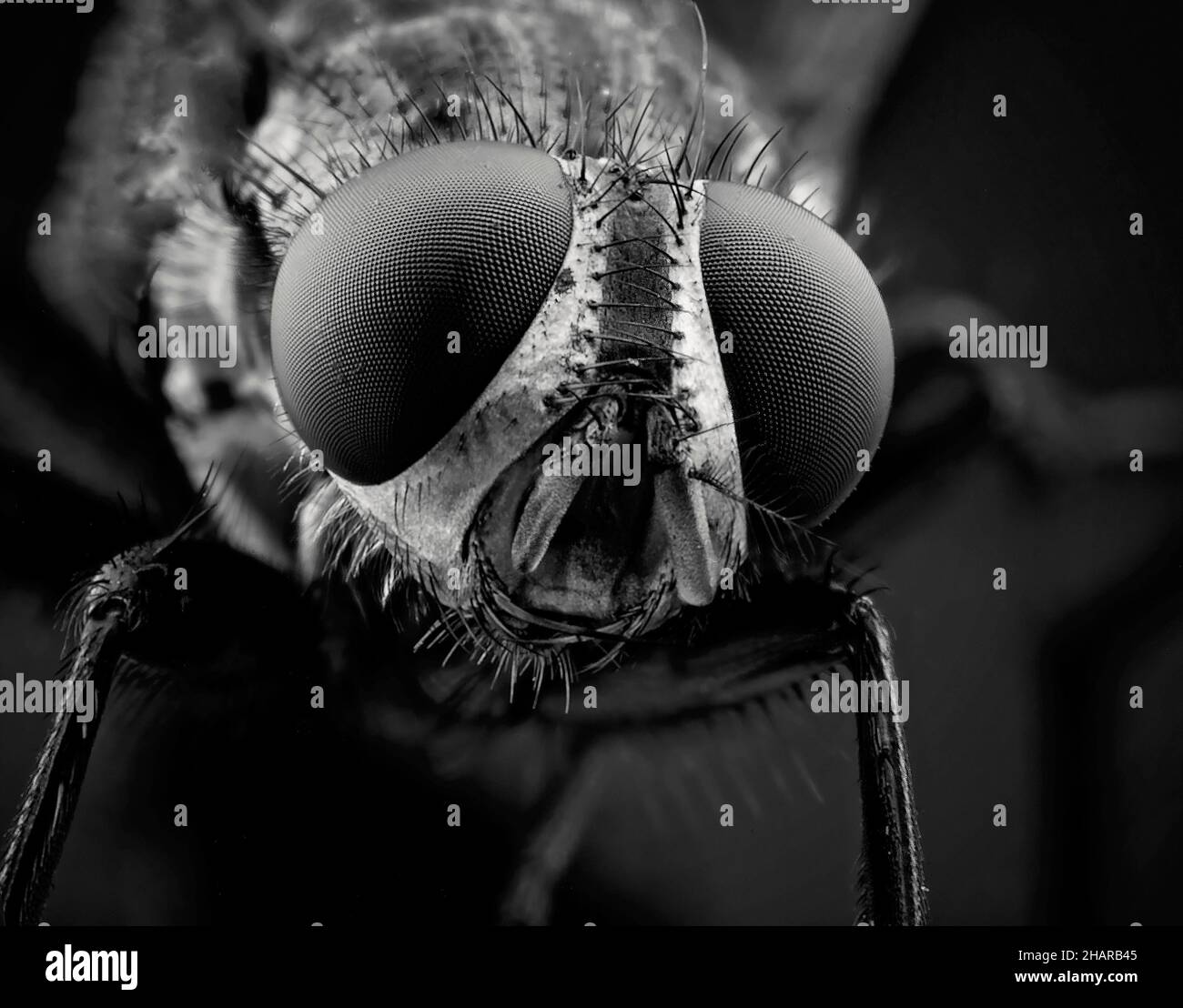 Macro close up of the eyes of a fly in detail Stock Photo - Alamy