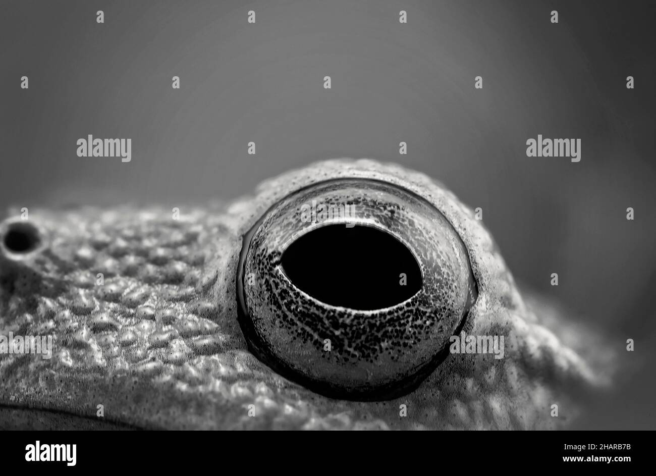 The eye of a tiny green frog only 15mm in length, capture in macro ...