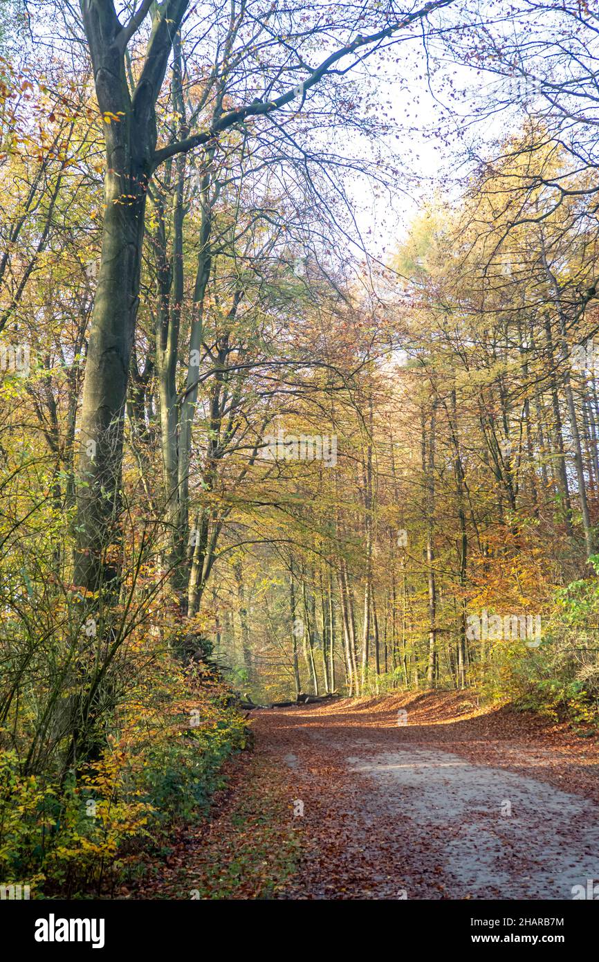 Vertical shot of a park with colorful trees on an autumn Stock Photo ...