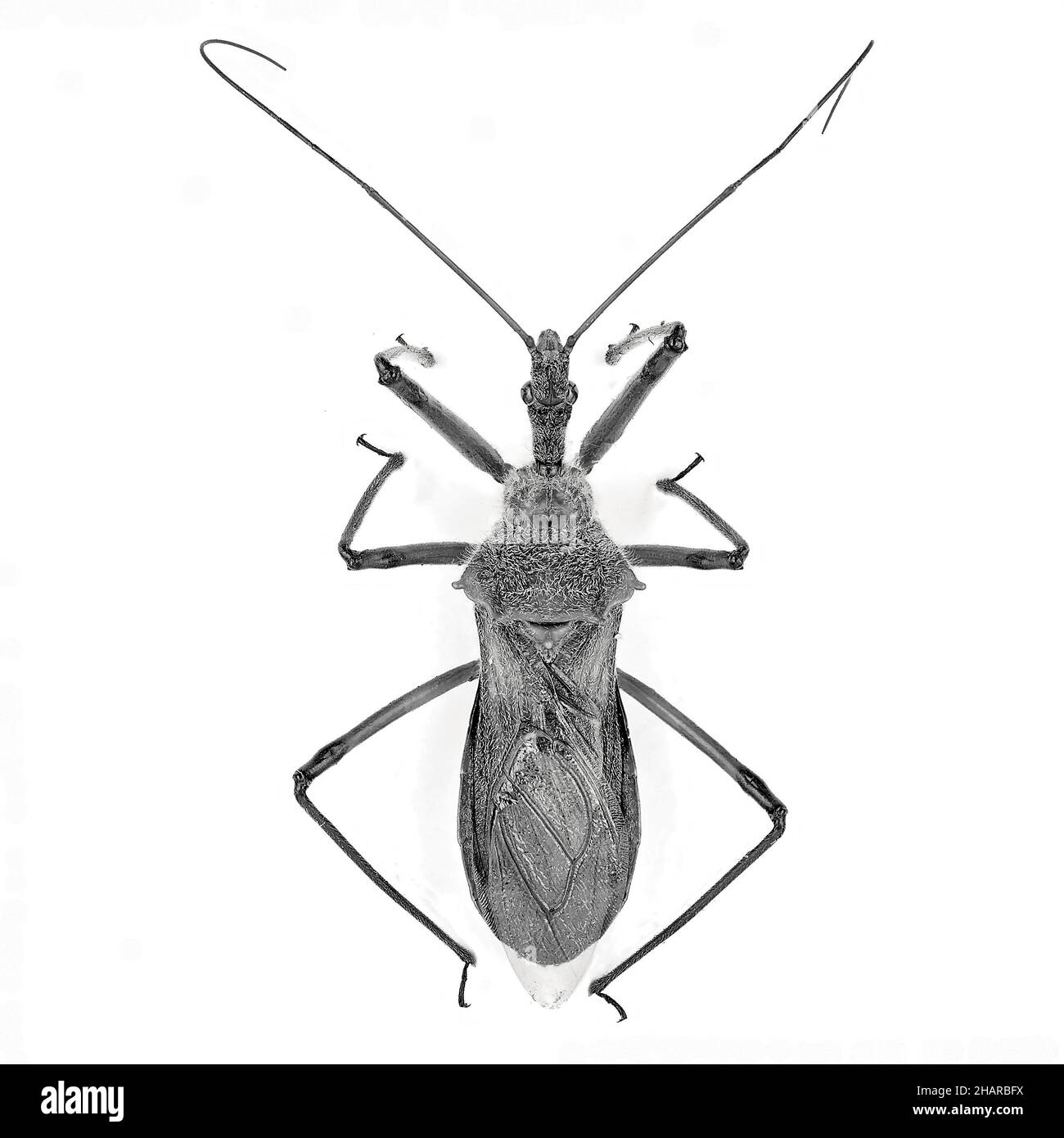 Macro image of a Pod-Sucking Bug, also known as a Brown Bean Bug, top ...