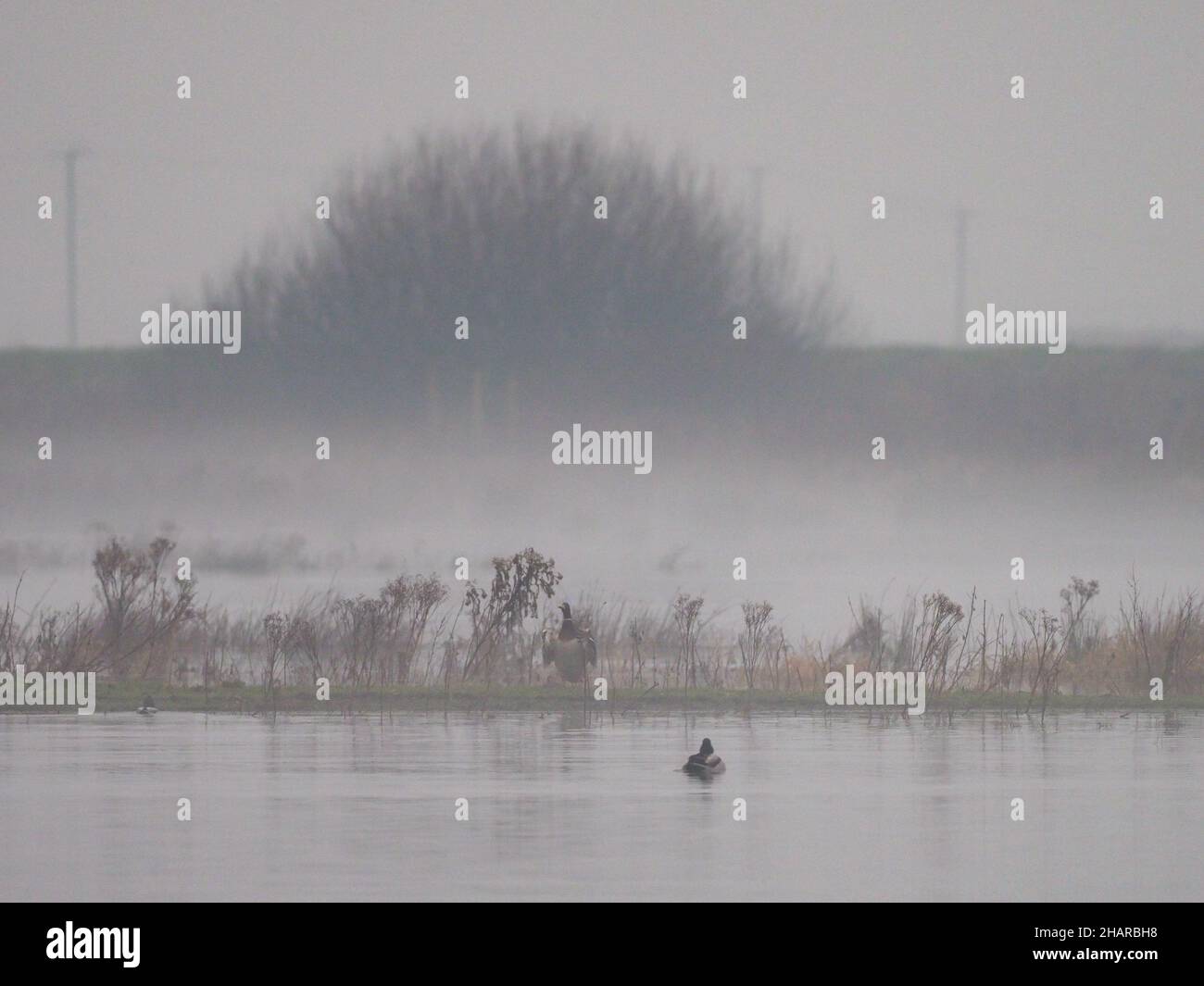 Misty dawn view at Lunt Meadows Stock Photo - Alamy