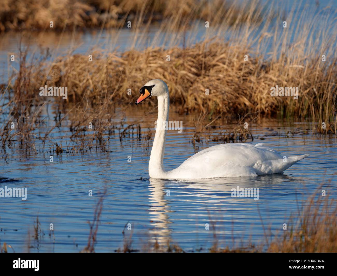 Orange bill with a black base and a black knob hi-res stock photography ...