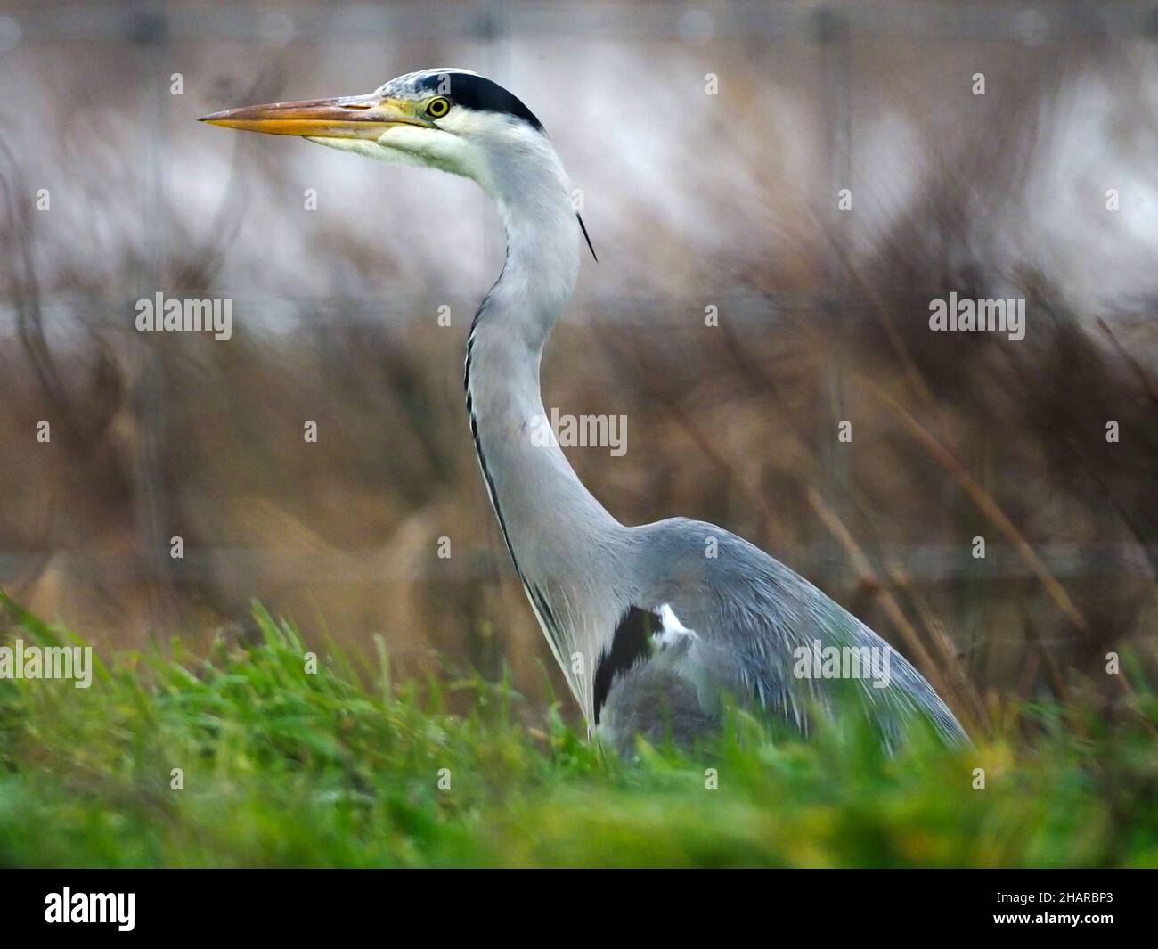 Grey Heron.Winter at Lunt Meadows. Sefton Stock Photo - Alamy