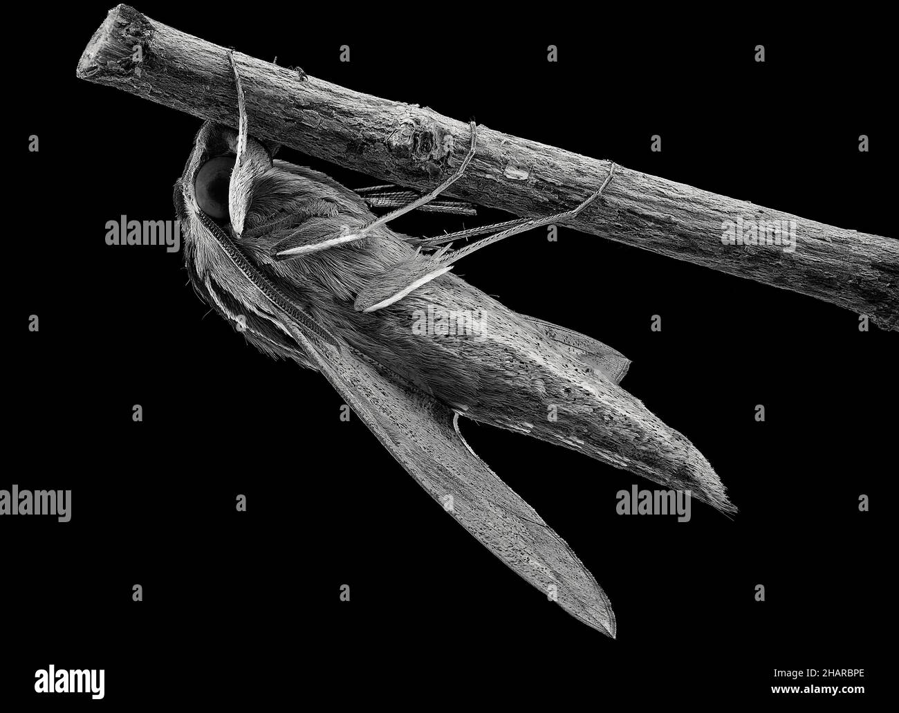 Side view of a Sphinx Moth, also known as a Hawk Moth, a macro image ...