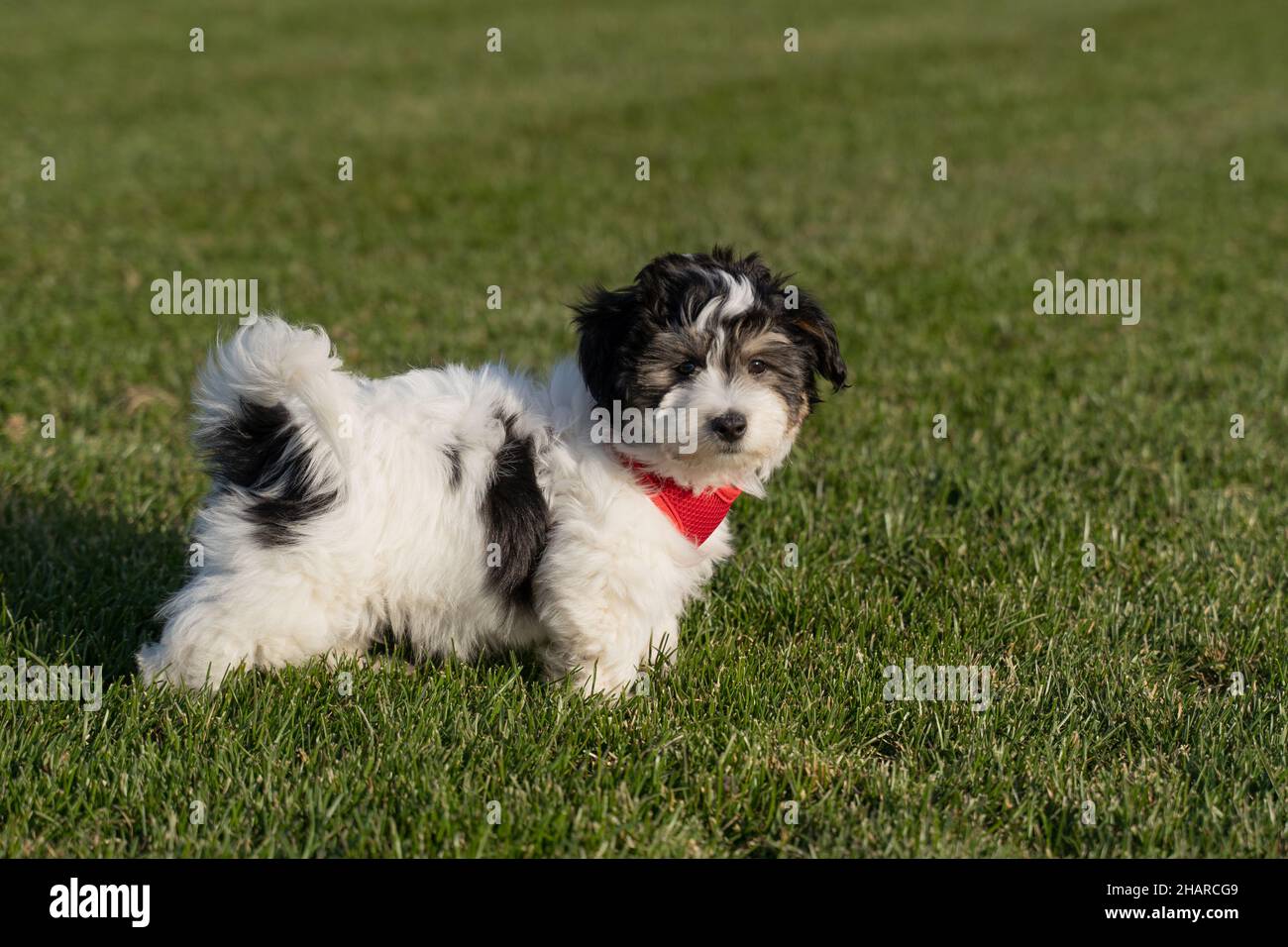 Havanese puppy outdoors looking at camera Stock Photo - Alamy