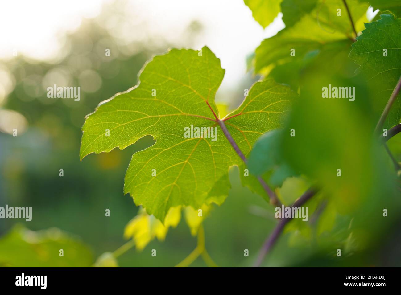 Young green common grape vine leaves close up in the garden. Early ...