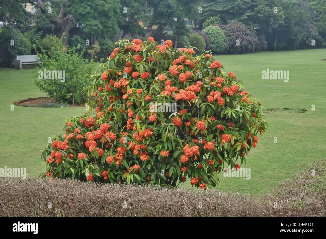 A Beautiful view of a large Chinese Ixora plant grown in a Park In ...