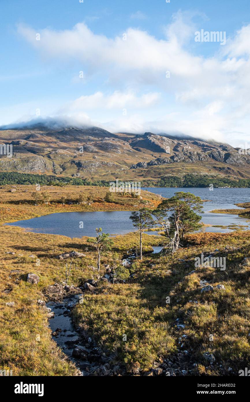 Ross shire forest hi-res stock photography and images - Alamy