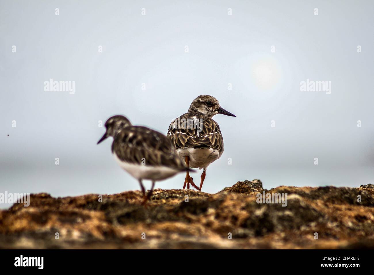Dulus dominicus hi-res stock photography and images - Alamy