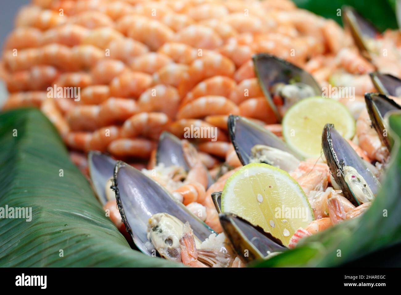 Trays full of marine molluscs and mussels Stock Photo - Alamy
