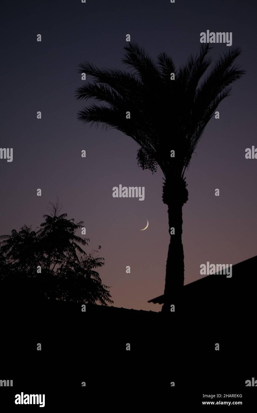 Vertical shot of the eclipse in the sky over the silhouettes of palm ...
