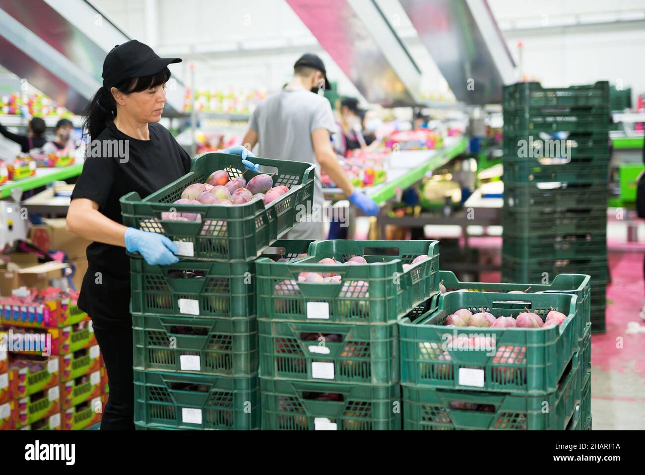 worker woman puting boxes of mango Stock Photo - Alamy
