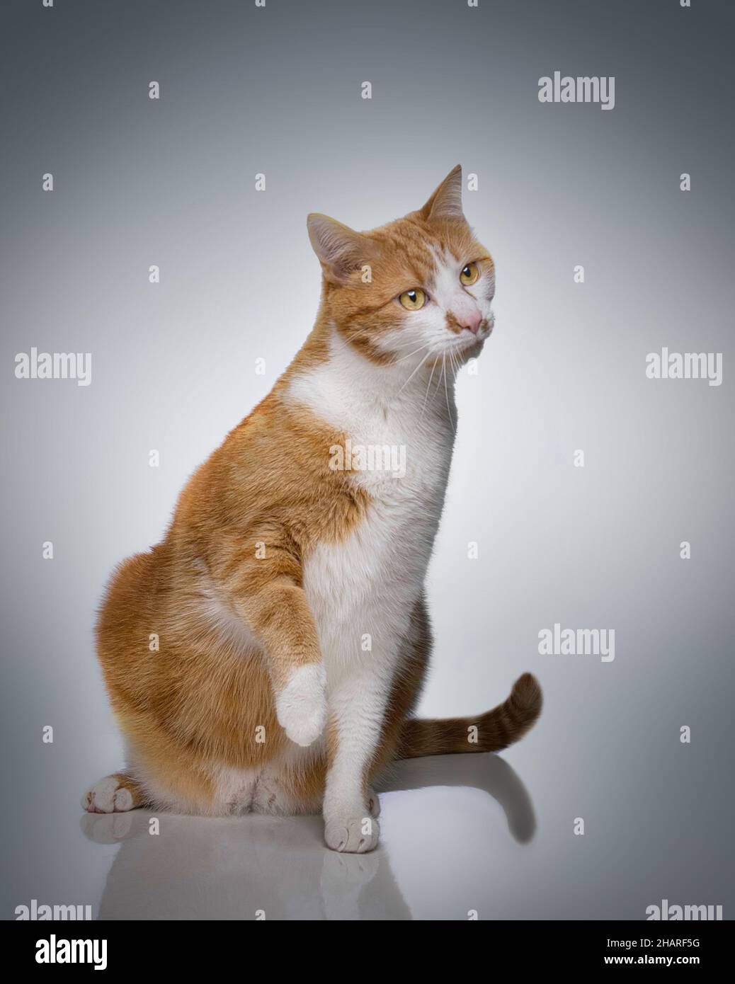 cat sitting in front of grey background and listen some noise Stock ...