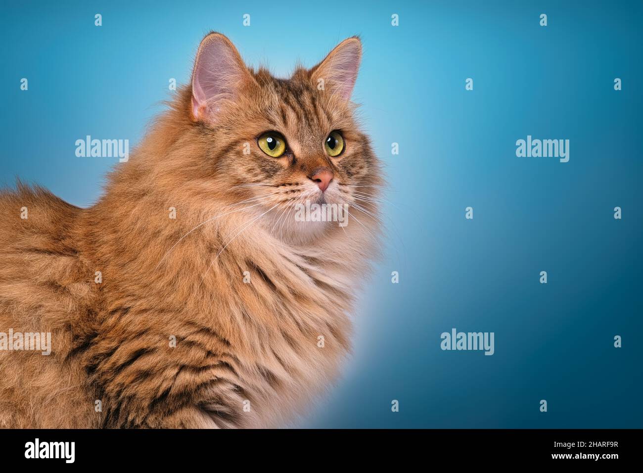 Backround hi-res stock photography and images - Alamy