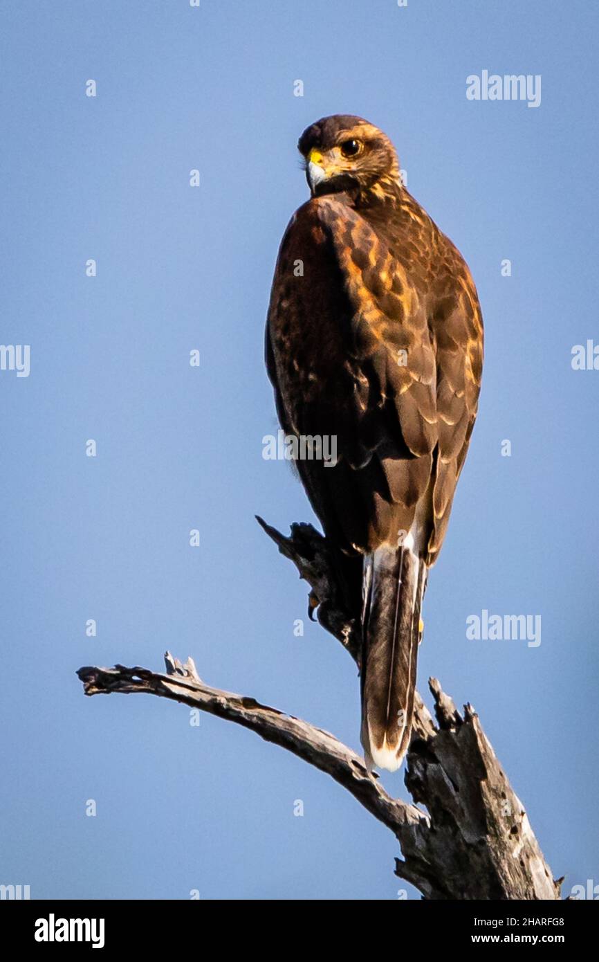 Resting hawk hi-res stock photography and images - Alamy