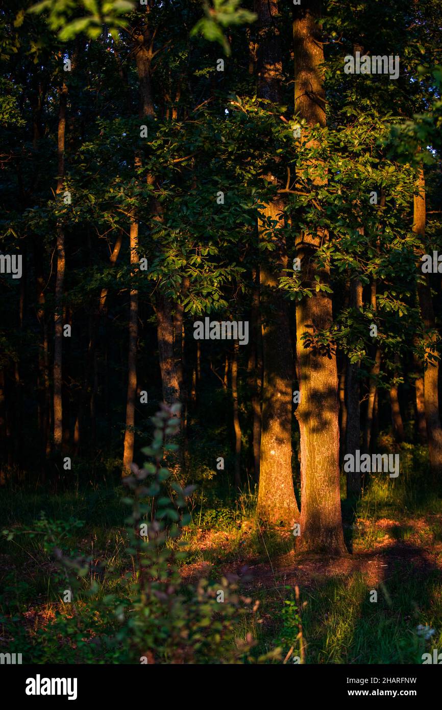 Vertical shot of a forest covered in trees and bushes under the ...