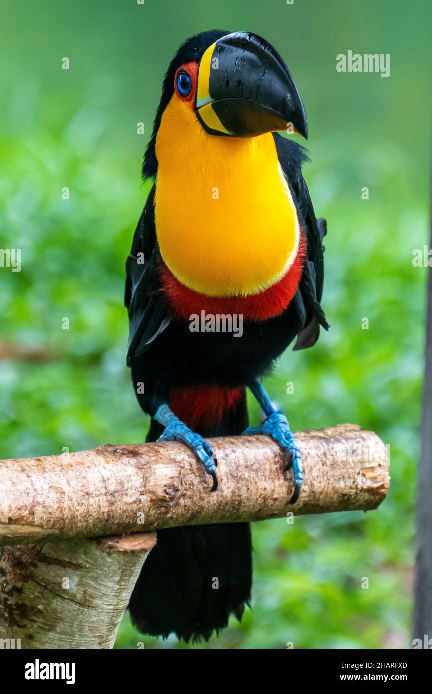 Toucan in the Brazilian Amazon rainforest. Photographed in Belem, State ...