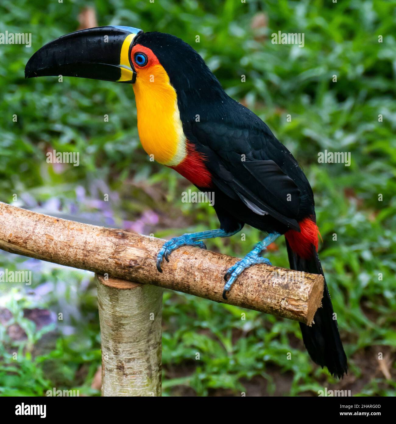Amazon Rainforest Toucan