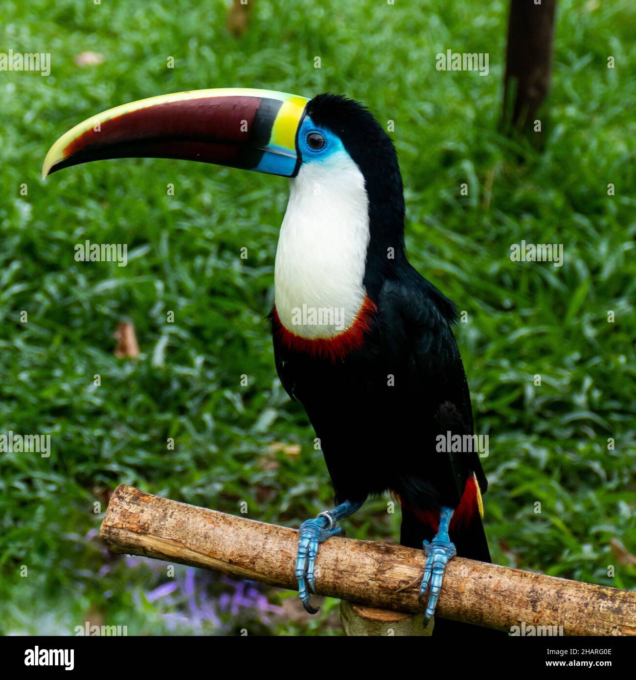 Toucan in the Brazilian Amazon rainforest. Photographed in Belem, State ...