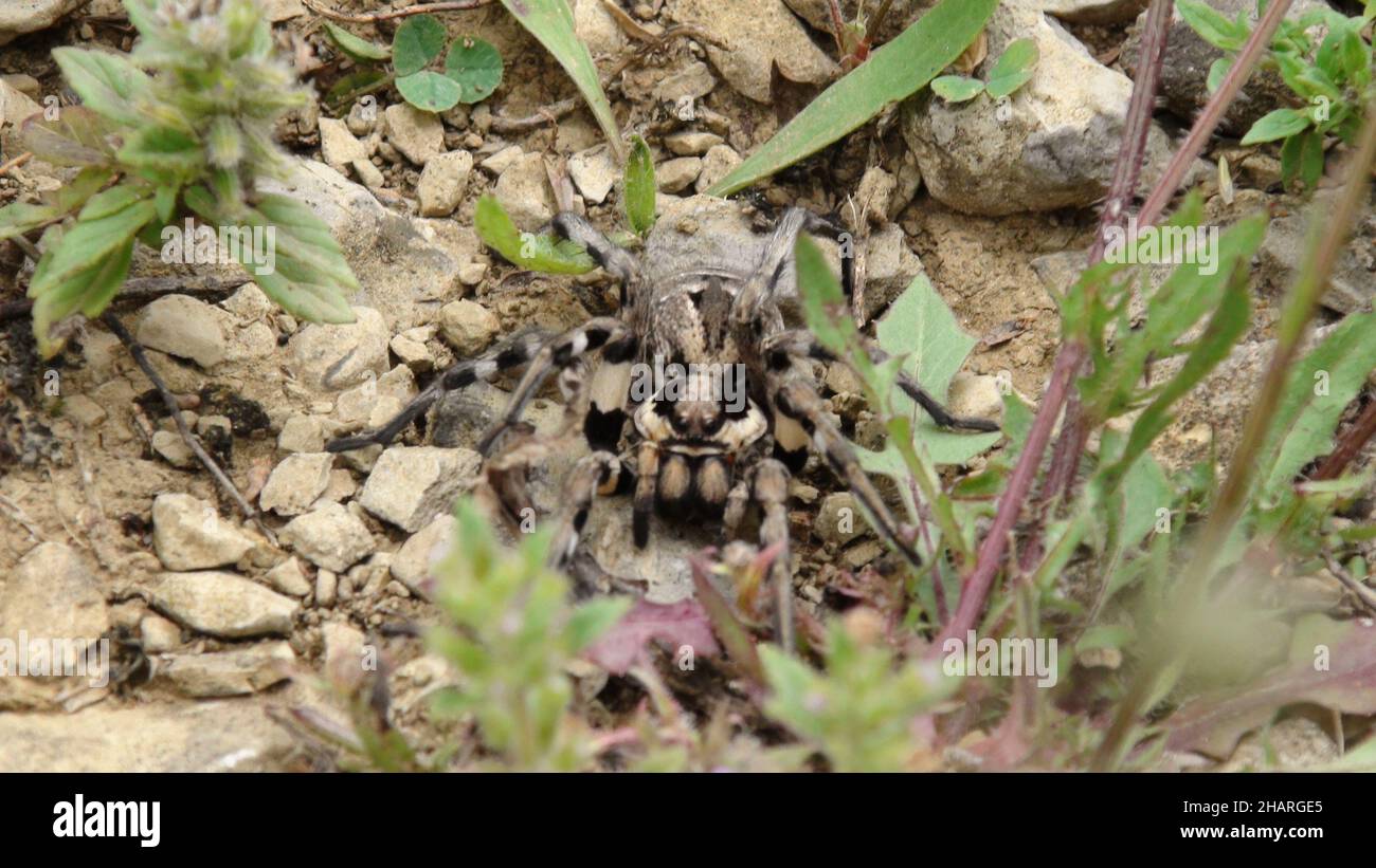Tarantula on ground hi-res stock photography and images - Alamy